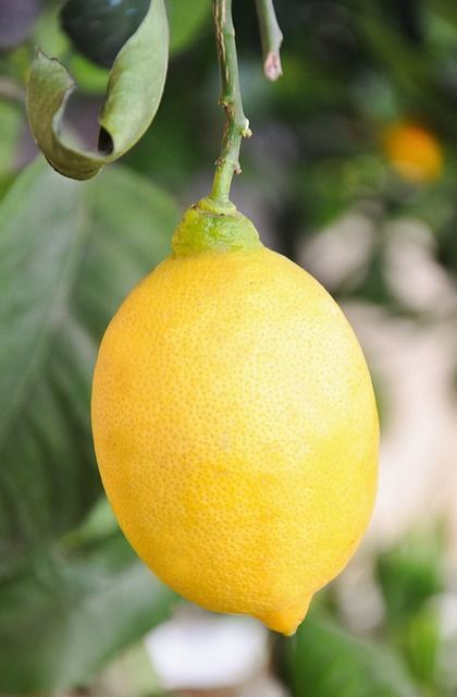 Si hay algo murciano por excelencia es el Limón: En Murcia el limonero ...